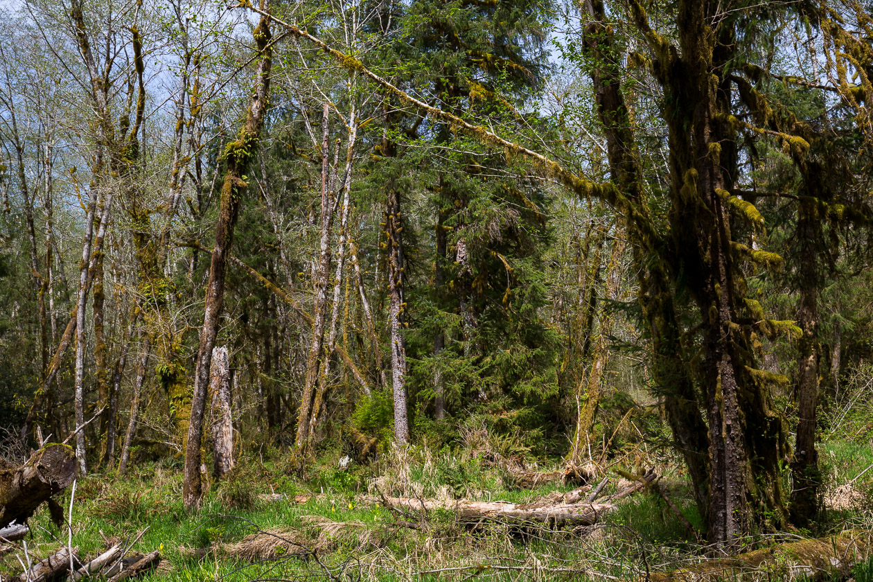 Lake Quinault Loop Road - Olympic Peninsula - Lake Quinault Loop ...