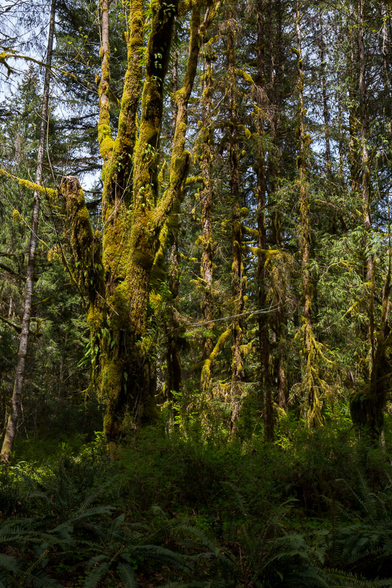 Lake Quinault Loop Road - Olympic Peninsula - Lake Quinault Loop ...