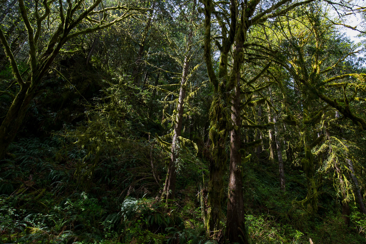 Lake Quinault Loop Road - Olympic Peninsula - Lake Quinault Loop ...