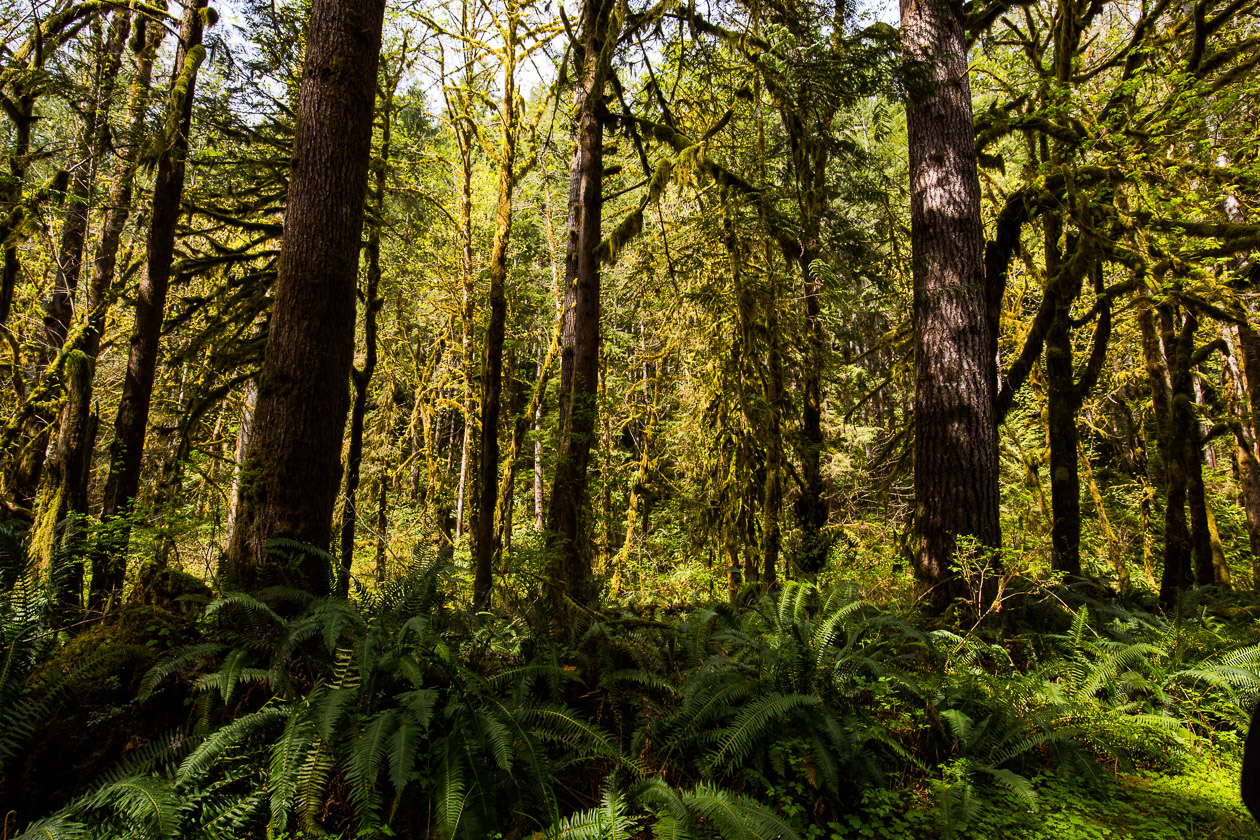 Lake Quinault Loop Road - Olympic Peninsula - Lake Quinault Loop ...