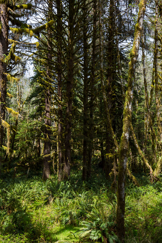 Lake Quinault Loop Road - Olympic Peninsula - Lake Quinault Loop ...