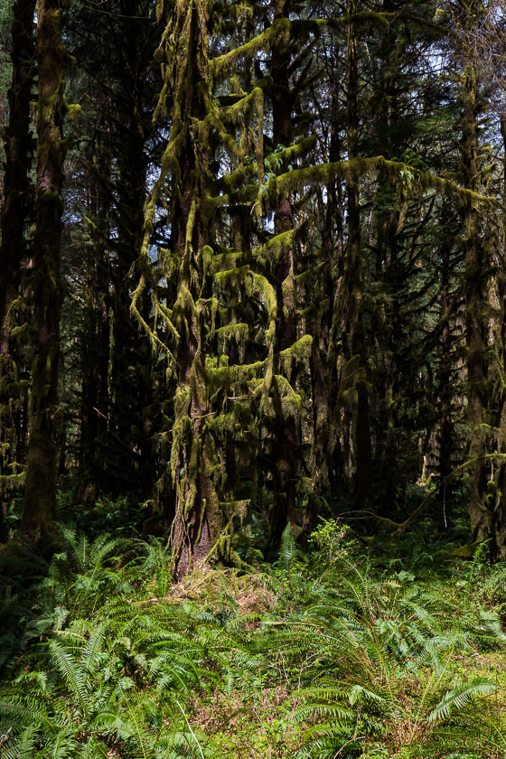 Lake Quinault Loop Road - Olympic Peninsula - Lake Quinault Loop ...