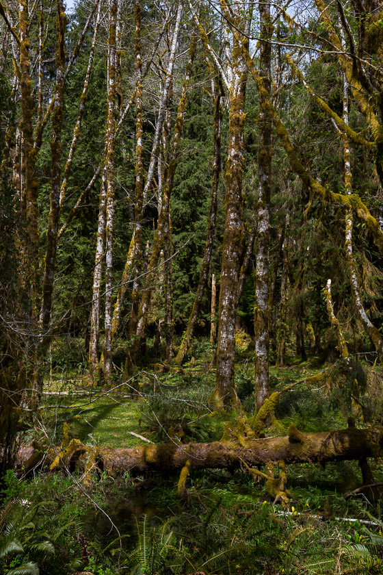 Lake Quinault Loop Road - Olympic Peninsula - Lake Quinault Loop ...